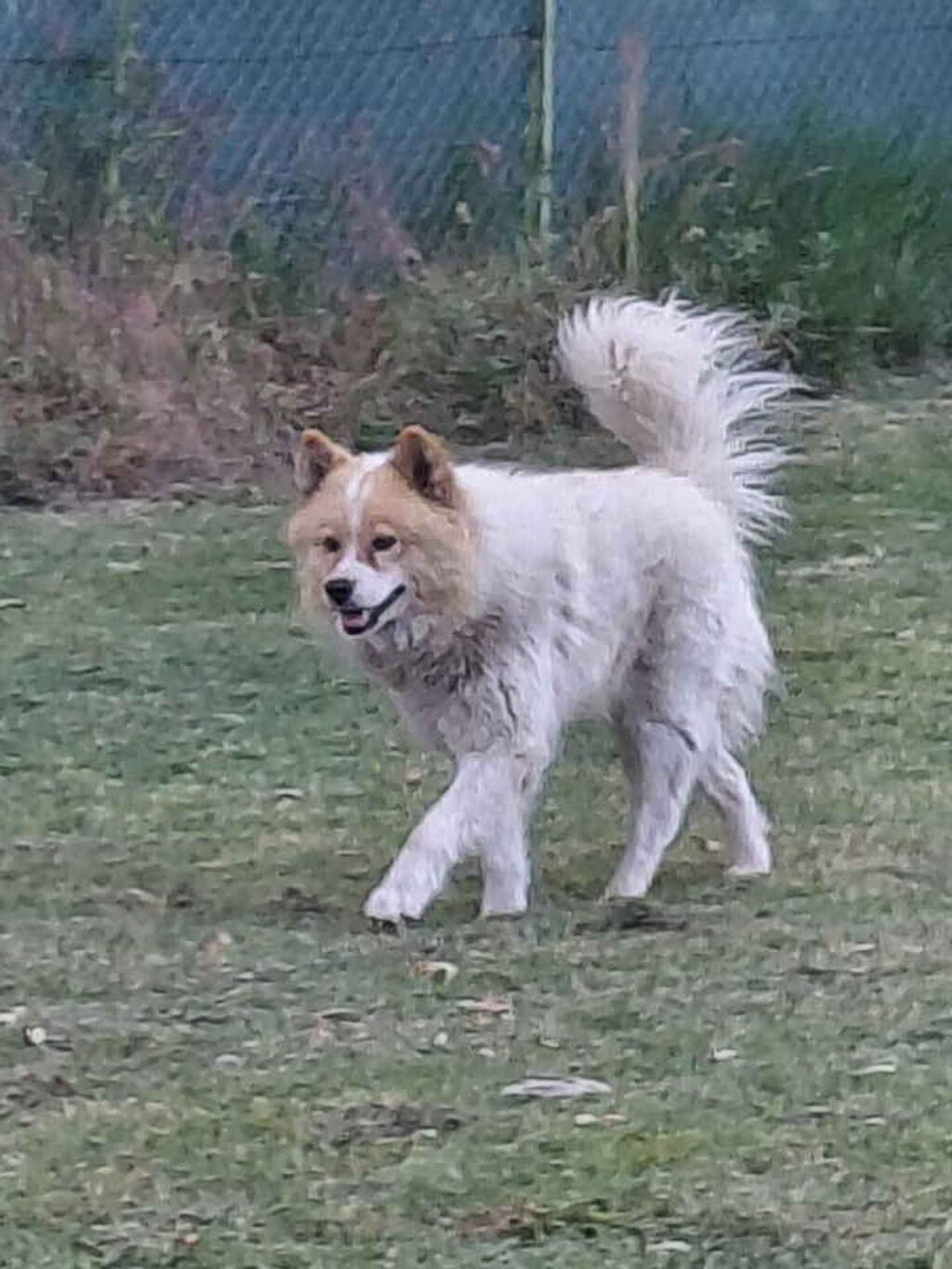 Poklon - Mešanac akita inu i samojeda, star 2 godine, trazi svoj