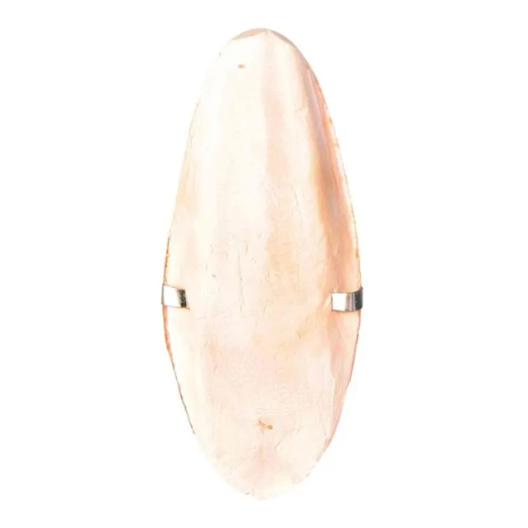 Sipina kost na kartonu 12cm