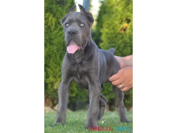 Cane Corso, vrhunski štenci