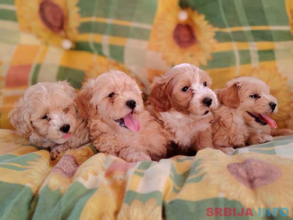 Dostupni za preuzimanje MALTIPOO prelepi