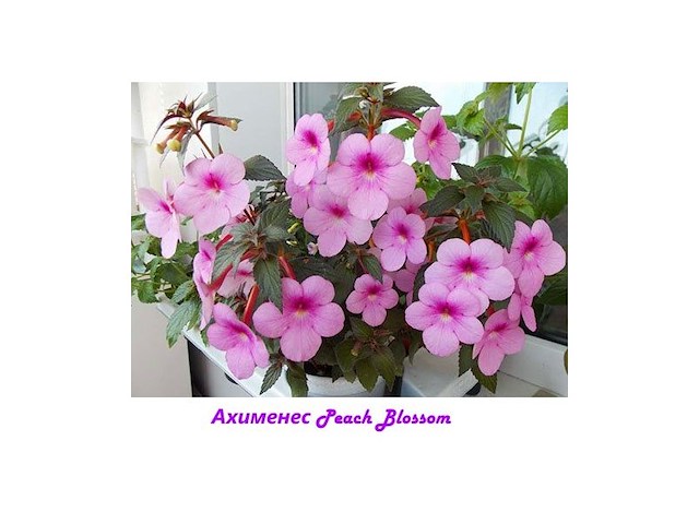 AHIMENES ROZE - BILJKA