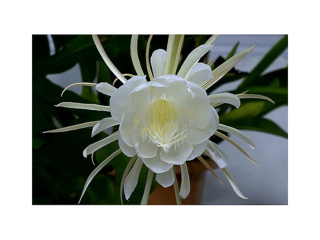 KRALJICA NOĆI (Epiphyllum oxipetalum) biljka