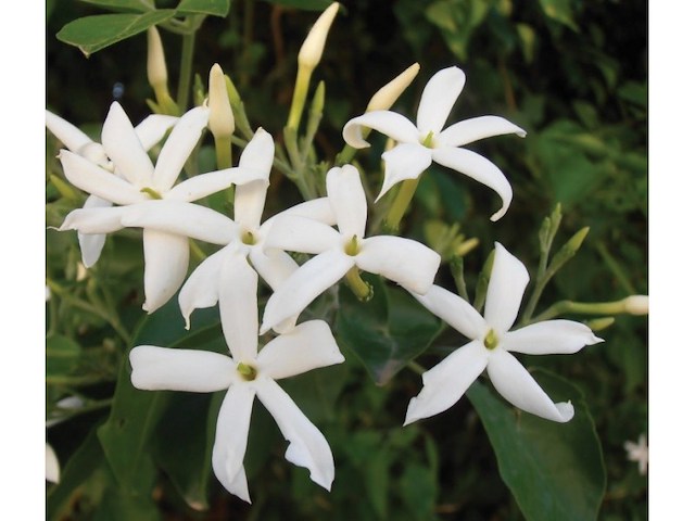 JASMIN AZORCIJUM (JASMINUM AZORCUM) - BILJKA