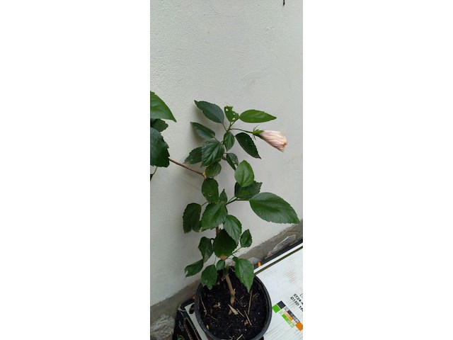 SOBNI HIBISKUS  SVETLO ŽUTI
