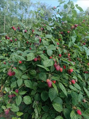 Sadnice maline Glen i Vilamet