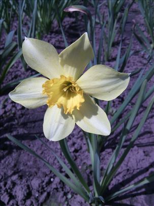 Lukovice Narcis miks