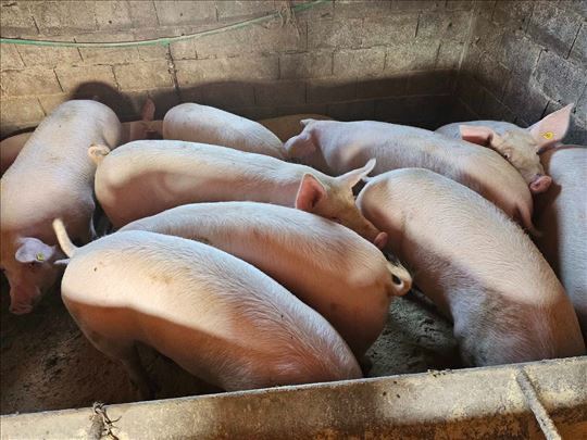 Prodajem svinje tezine od 90-100kg