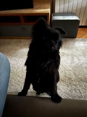 Dugodlaki Chihuahua – mužjak traži ženku
