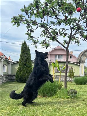 Nemački ovčar, štene