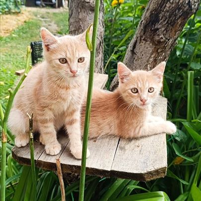 Poklanjam 2 domaća umiljata mačeta (Niš)
