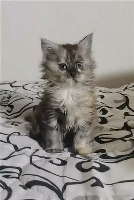 Maine Coon mačići