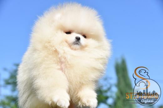 Pomeranac BOO medvedići, Pomeranski Špic štenci