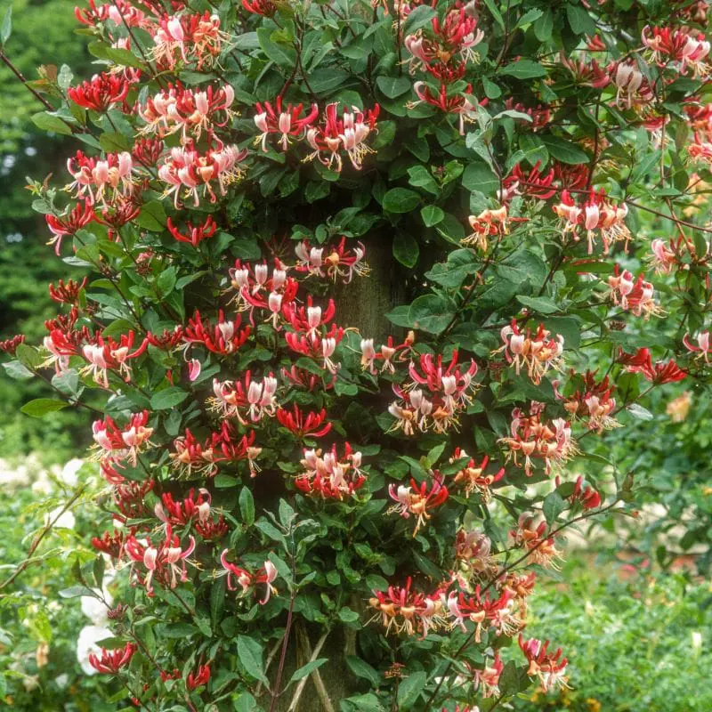 Orlovi Nokti Serotina
