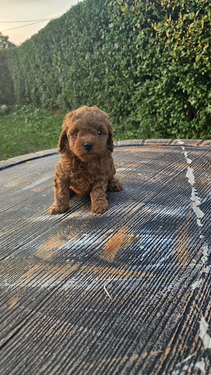 Aprikot mini i Crvena toy pudla štenci