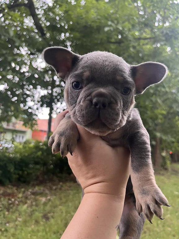 Francuski buldog,stenci