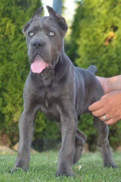 Cane Corso, vrhunski štenci
