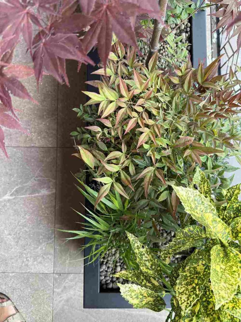 Nandina domestica ‘Obsessed’