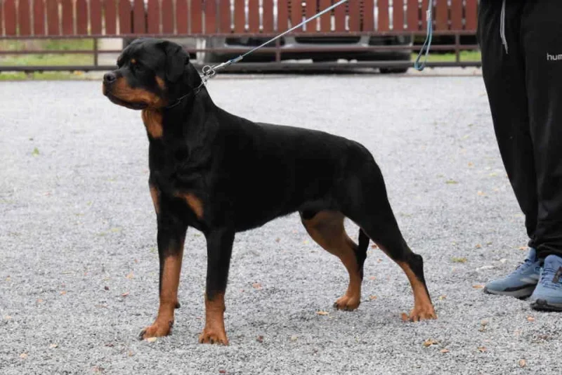 Poklanjam dva prelepa primerka Rotvajlera
