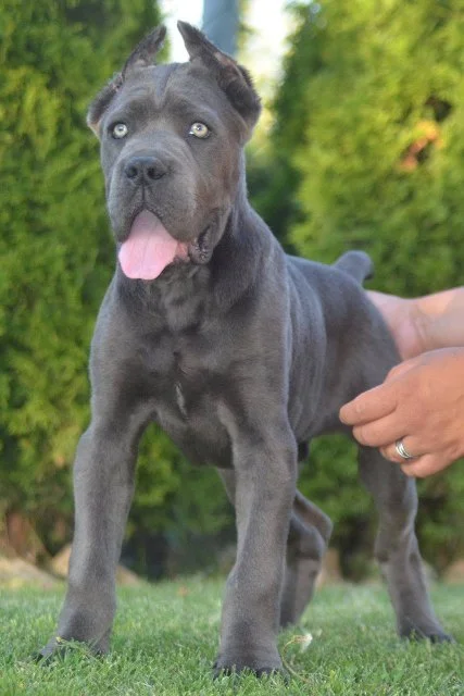Cane Corso, vrhunski štenci