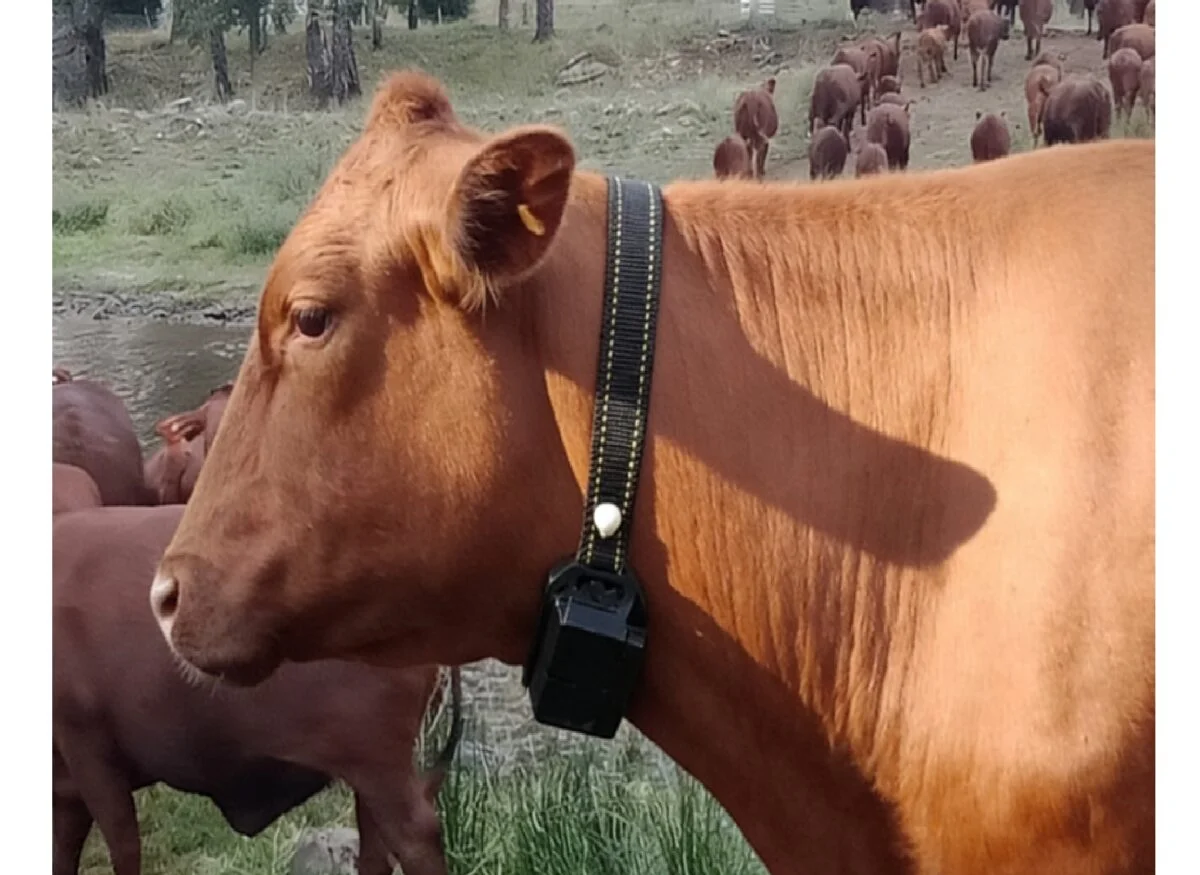 GPS Traker za stoku (2u1) Čobanica i GPS 805L