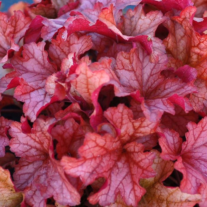 Heuchera Paprika - Hojhera,koralni zvončići