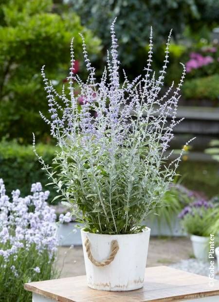 Perovskia Atriplicifolia Silvery Blue - Ruska Žalfija