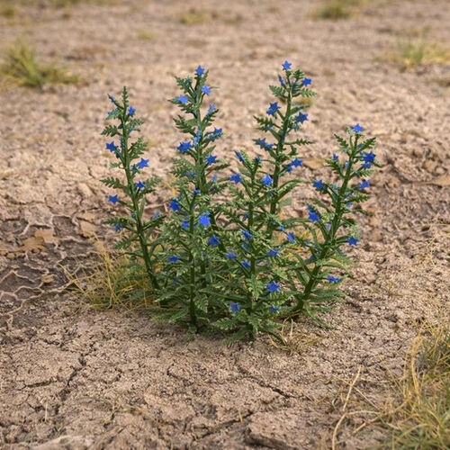 NEW! Model scene VG3-047 Viper's Bugloss