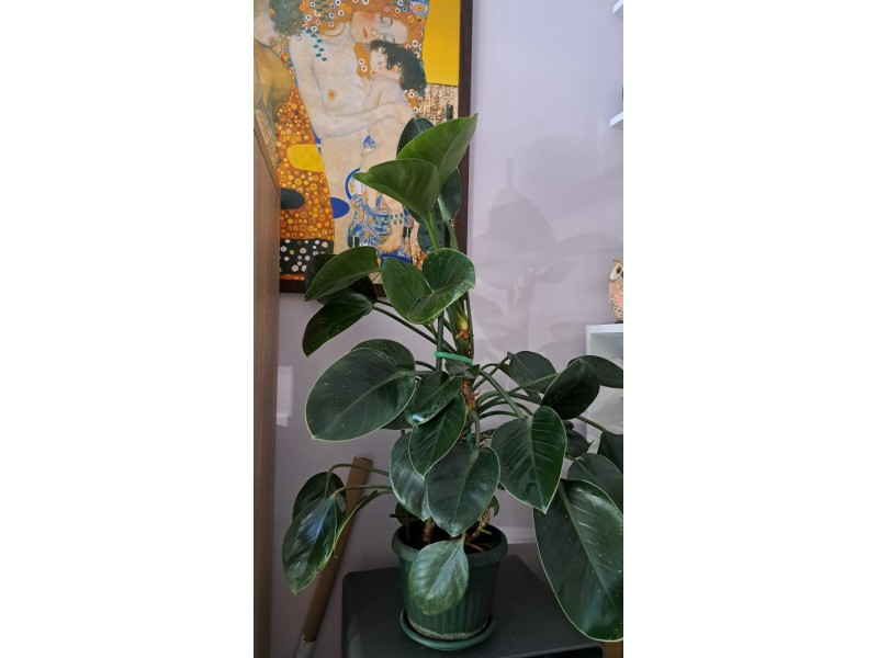 FILADENDRON ZELENA PRINCEZA 84 cm