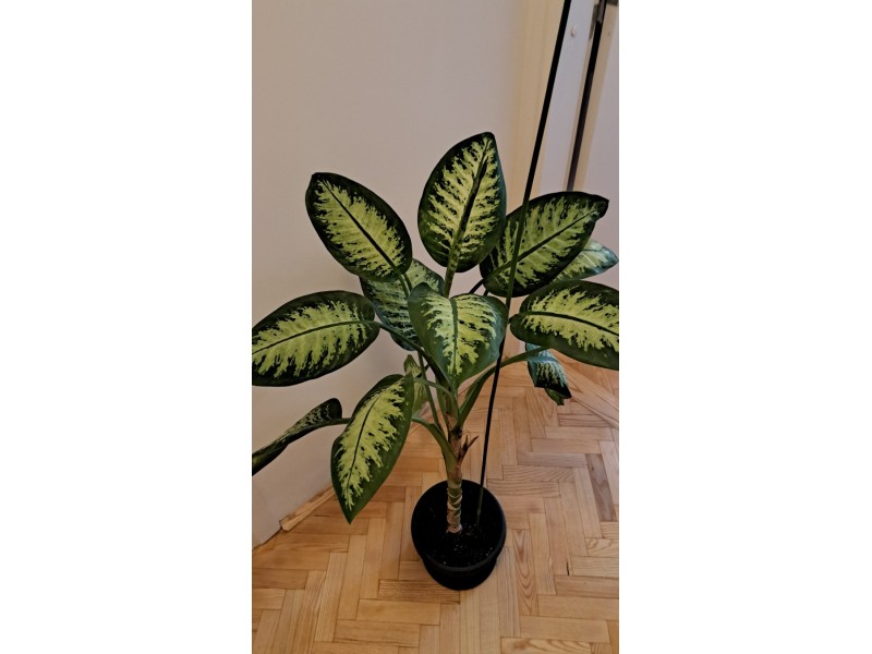 DIFENBAHIJA 91 cm