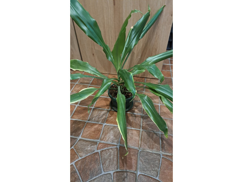 DRACENA 50 cm