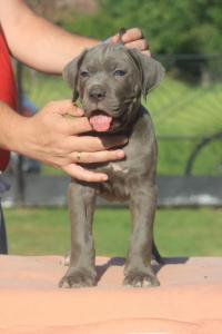 CANE CORSO ŠTENCI