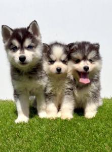 POMSKY-POMSKI (POMERANAC + HASKI)
