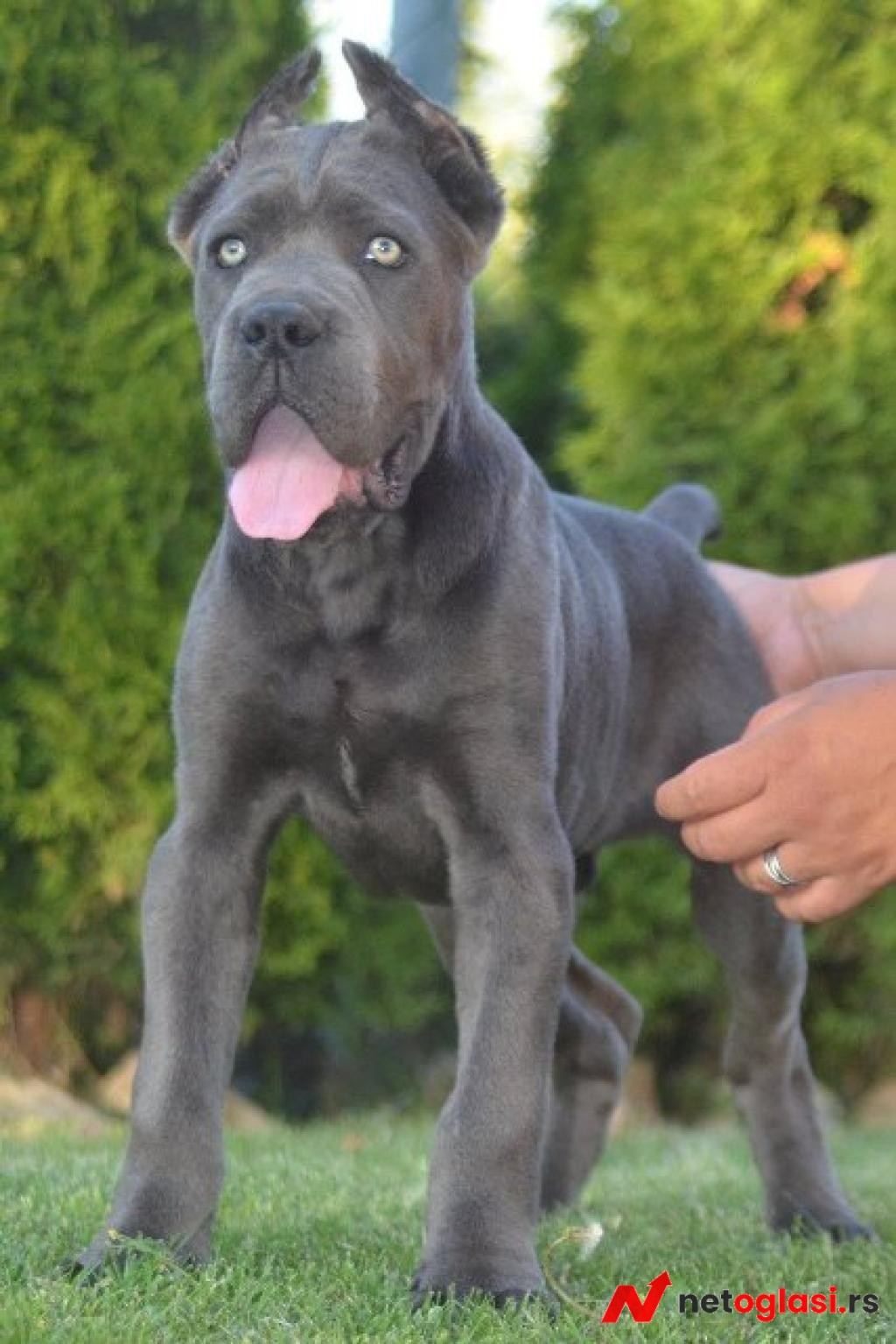 Cane Corso, vrhunski stenci