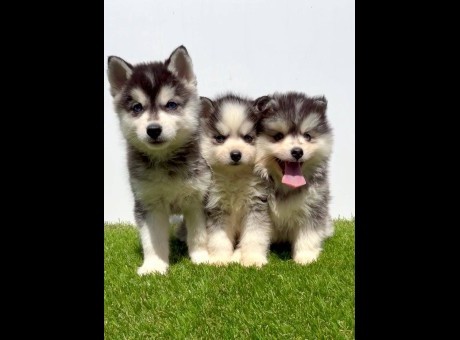 Pomsky-pomski (pomeranac + haski)