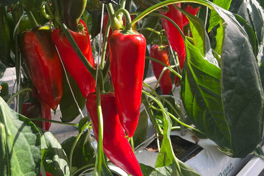 Paprika crispy red
