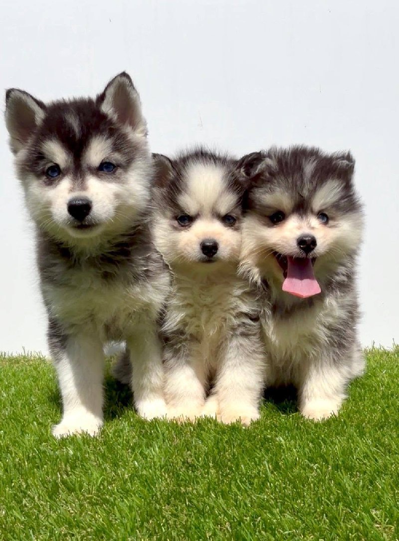 Pomsky-pomski (pomeranac + haski)