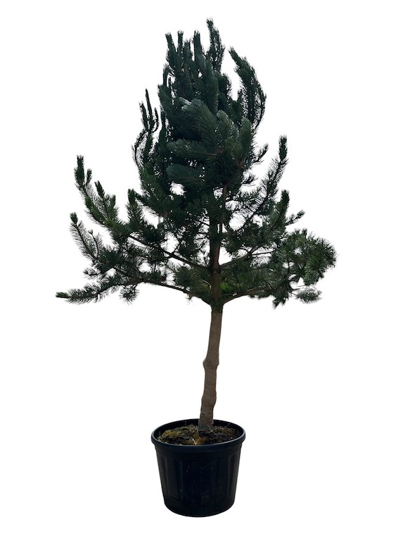 Crni bor ‘Oregon Green’