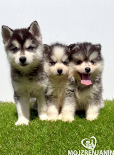 Pomsky-pomski (pomeranac + haski)