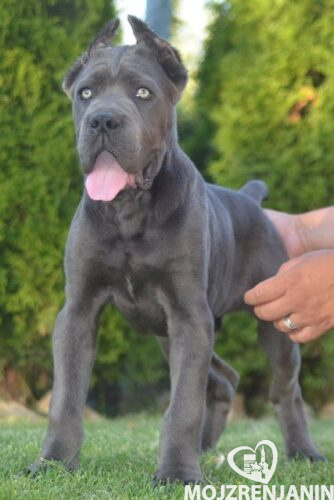 Cane Corso, vrhunski štenci