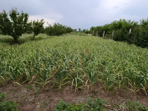 Domaći, neprskani beli luk Bosut