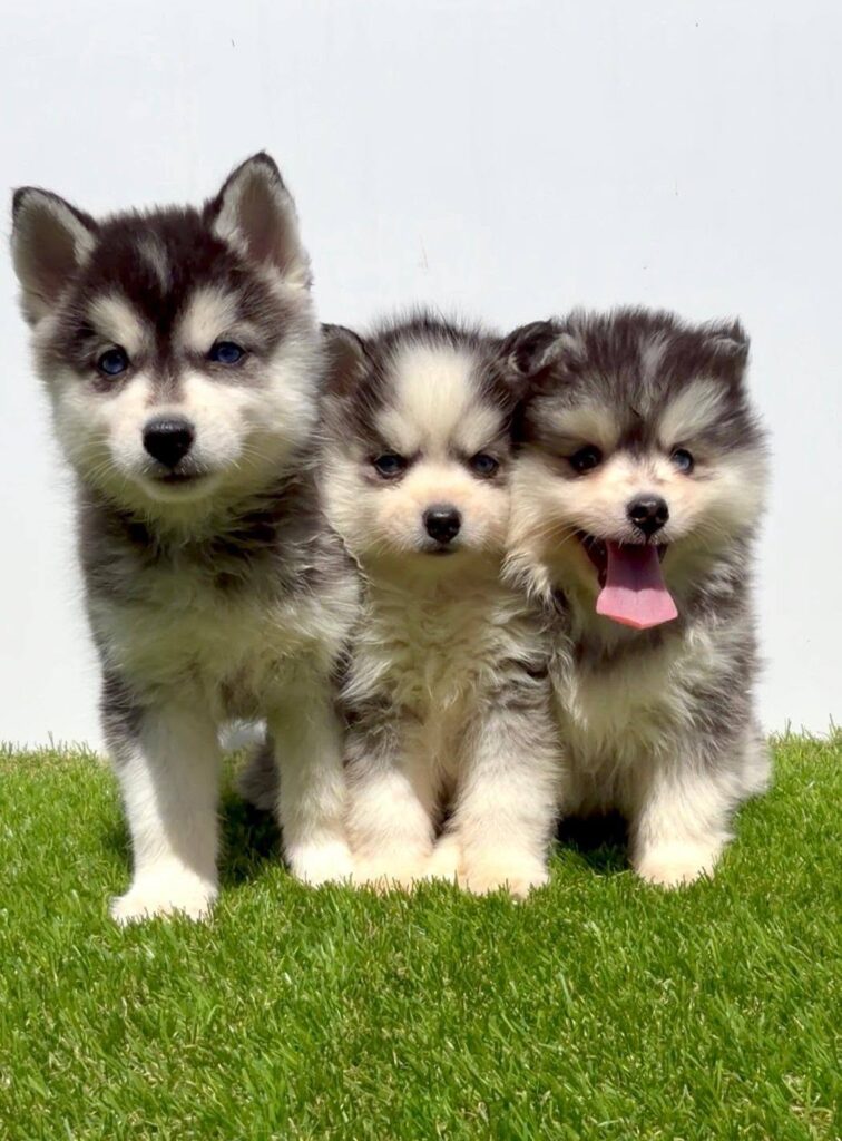 Pomsky-pomski (pomeranac + haski)