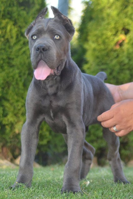 Cane Corso, vrhunski štenci