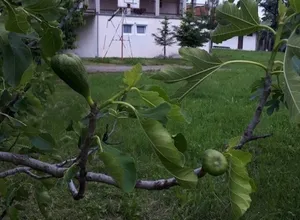 Prodaja Vila - Kosjerić