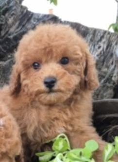Pudle i maltipoo, prelepi štenci