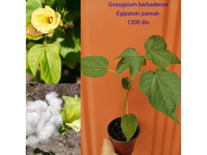 Gossypium barbadense (Egipatski pamuk)