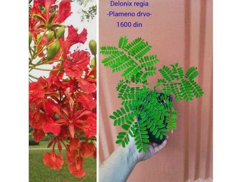 Delonix regia (Plameno drvo)