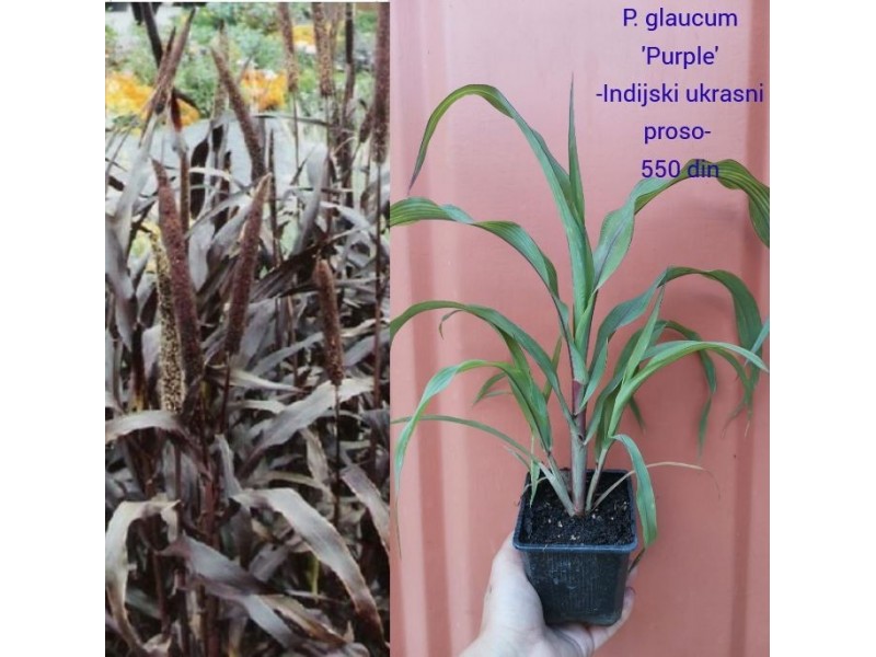 Pennisetum glaucum `Purple` (Indijski ukrasni proso)