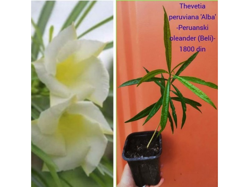 Thevetia peruviana 'Alba' (Beli peruanski oleander)