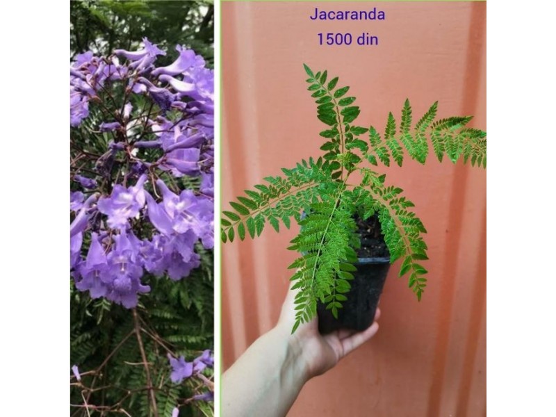 Jacaranda