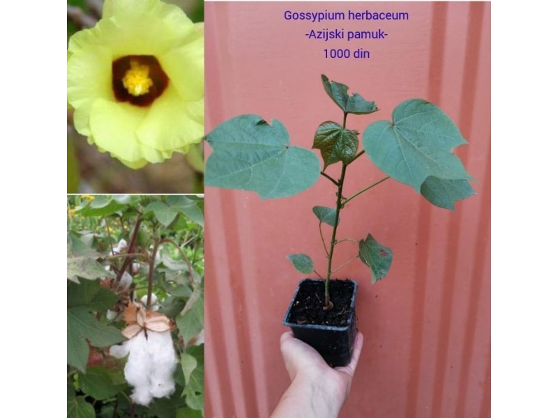 Gossypium herbaceum (Azijski pamuk)